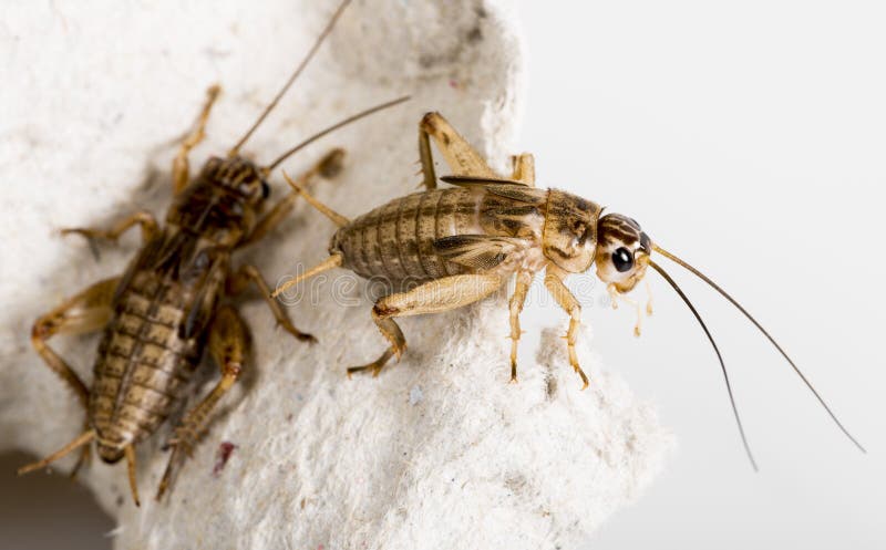 Two crickets stock image. Image of small, close, isolated - 17333129