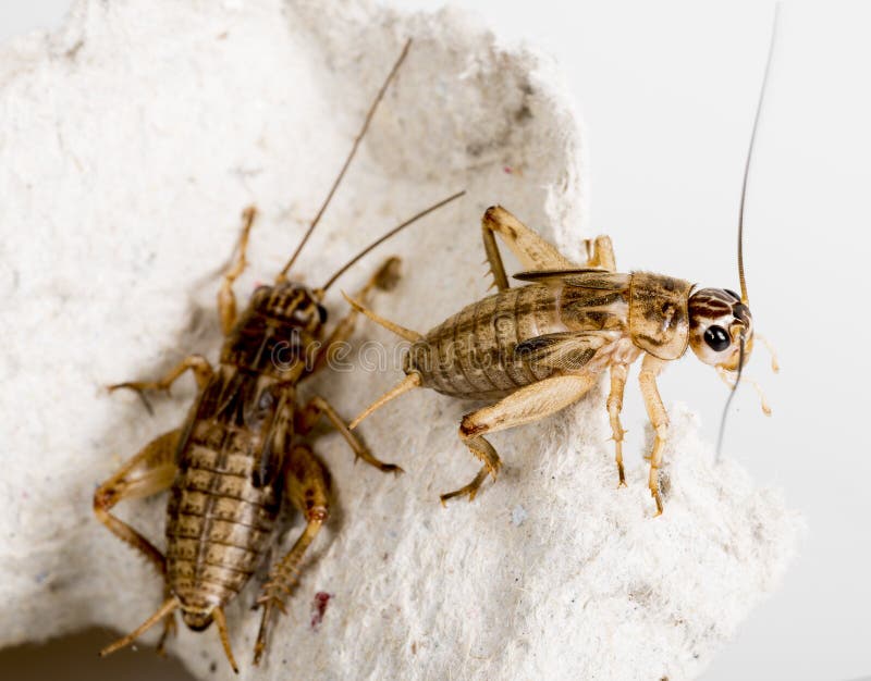 Crickets stock image. Image of close, food, natural, pest - 81645725