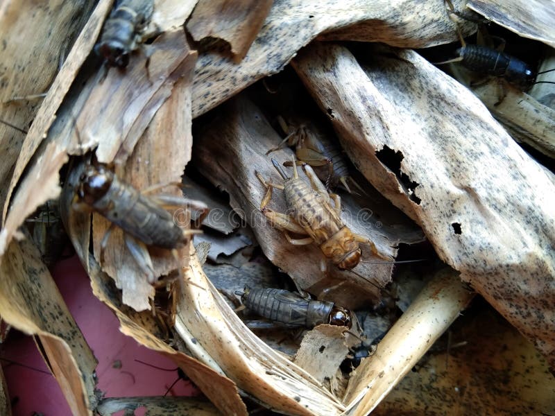 Crickets that Live Freely in the Wild. Close Up Stock Photo - Image of ...