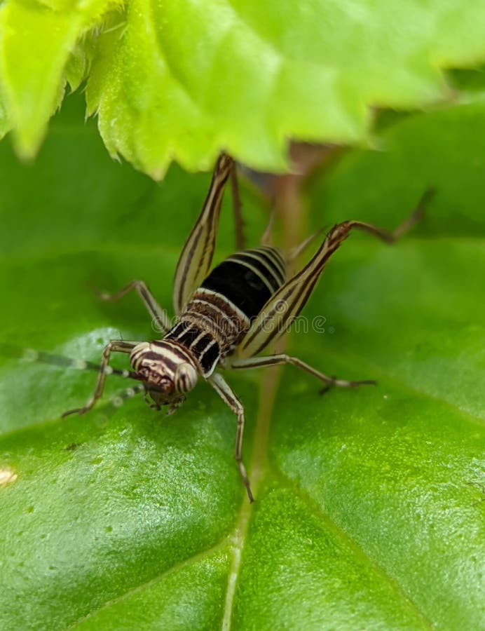 Crickets are a Type of Nocturnal Insect. Stock Image - Image of nature ...