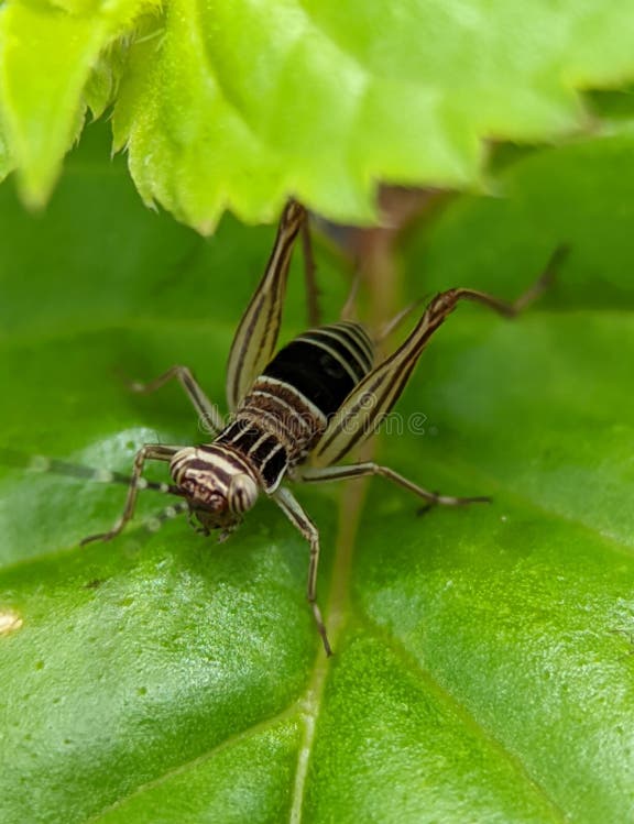 Crickets are a Type of Nocturnal Insect. Stock Image - Image of nature ...