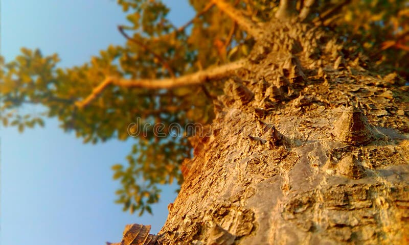 Crid Tree Stock Photos - Free & Royalty-Free Stock Photos from Dreamstime