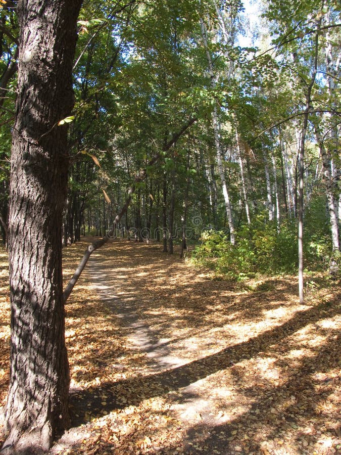 Crimean autumn forest stock photo. Image of autumn, orange - 12008676