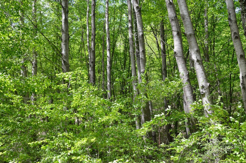 Russia, the Crimean Forest in Spring on the Slope of Mangup Mount Stock ...