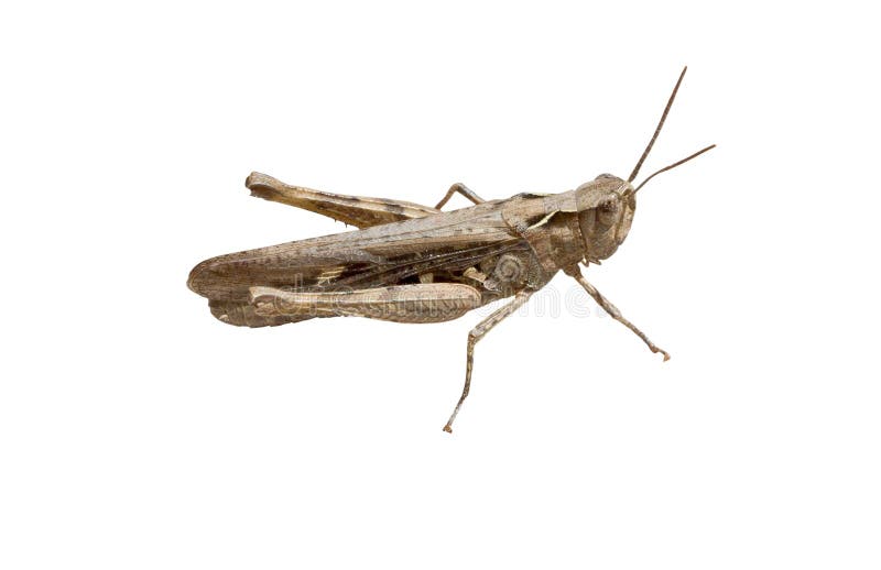 The Crimean Grey Grasshopper Stock Photo - Image of background, male ...