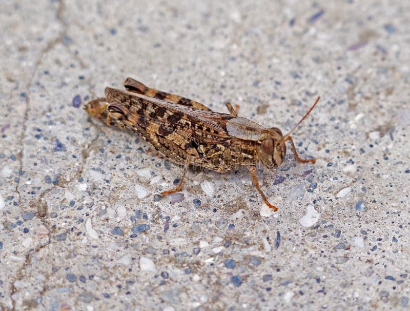 Grey Grasshopper on Sand in the Forest Stock Image - Image of insect ...