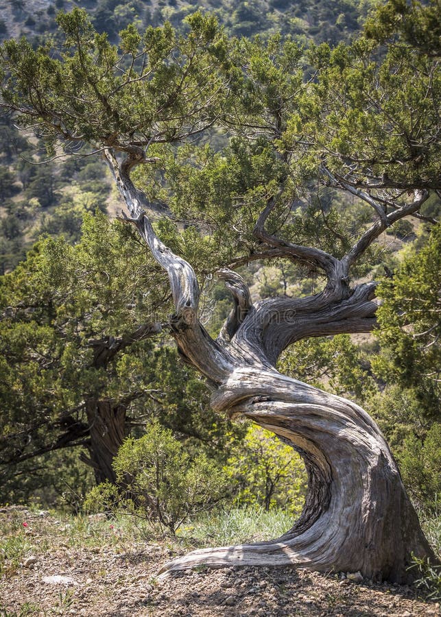 The Crimean Juniper Tree with a Twisted Curved Trunk Stock Image ...