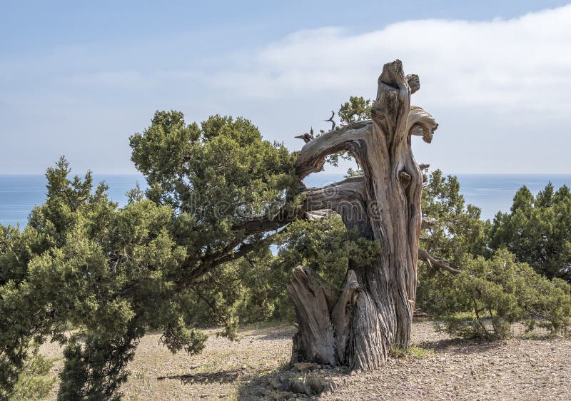 The Crimean Juniper Tree with a Twisted Curved Trunk on the Background ...
