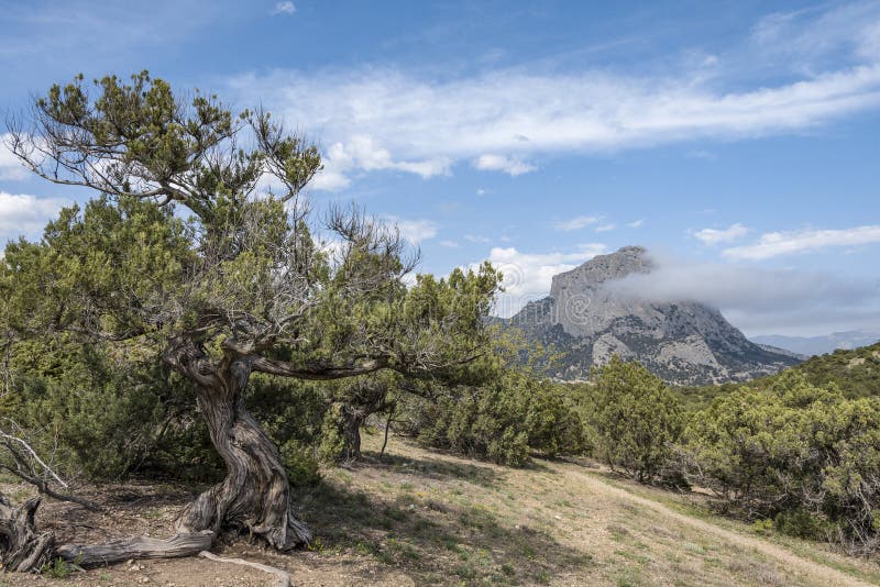 The Crimean Juniper Tree with a Twisted Curved Trunk on the Background ...