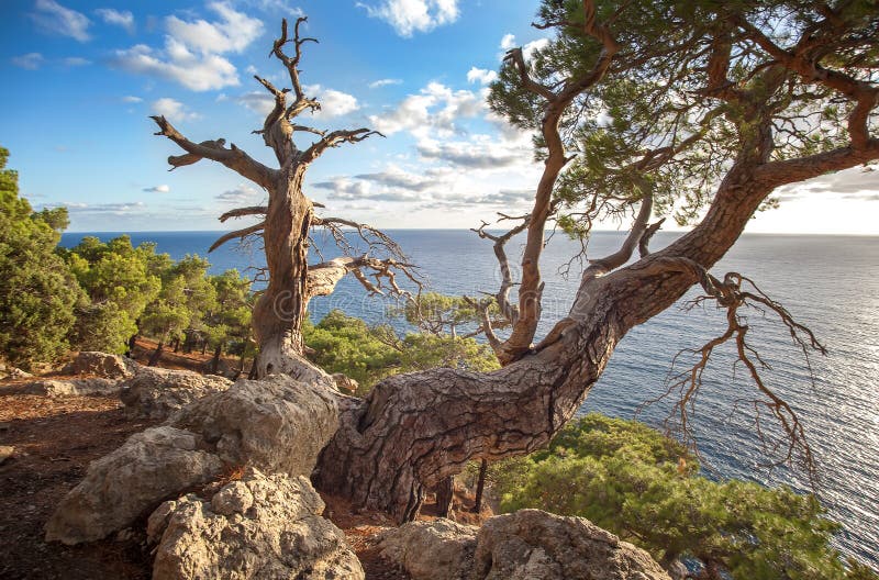 Crimean Pine-tree Over Sea Landscape Stock Image - Image of spring ...