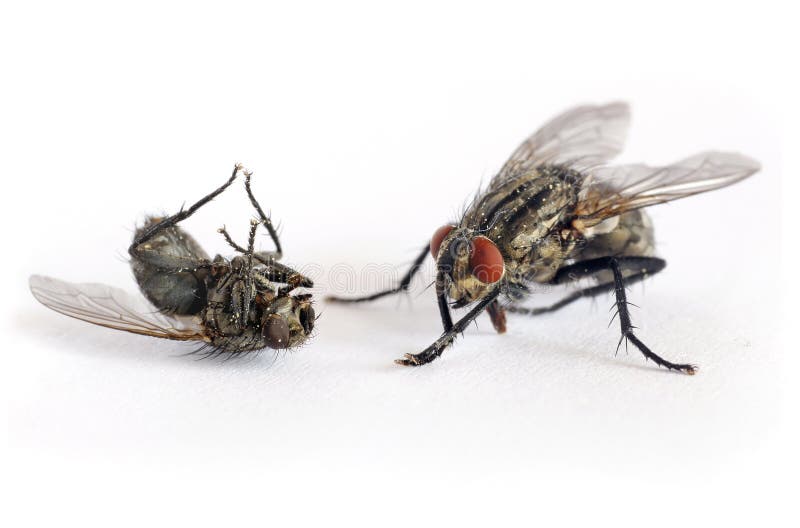 Criminal Fly Kill Another Fly Stock Image - Image of winged, wings ...