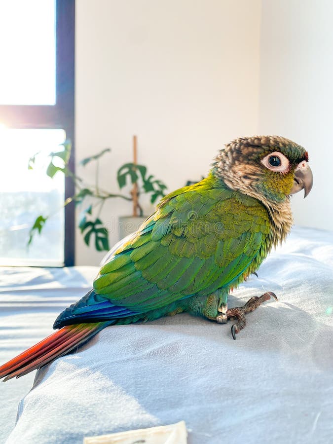 Crimson Bellied Conure Parrot Stock Photo - Image of growth, conure ...