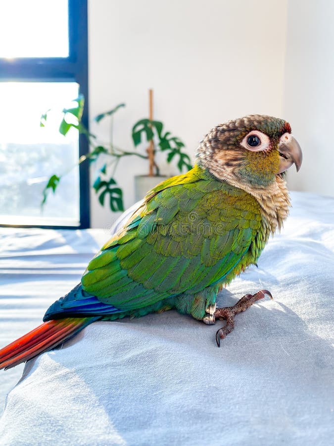 Crimson Bellied Conure Parrot Stock Image - Image of brown, nature ...