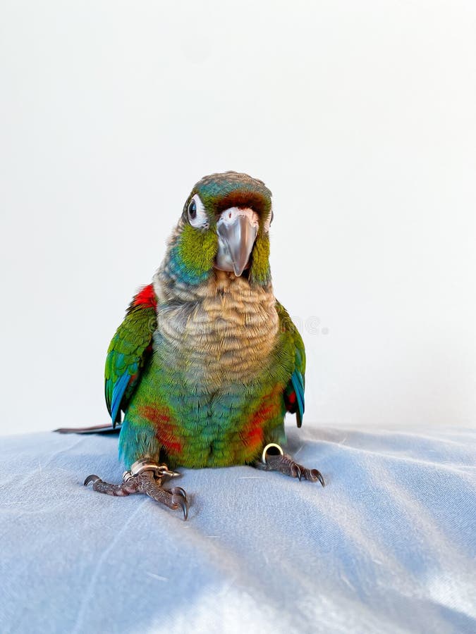 Crimson Bellied Conure Parrot Stock Photo - Image of born, growth ...