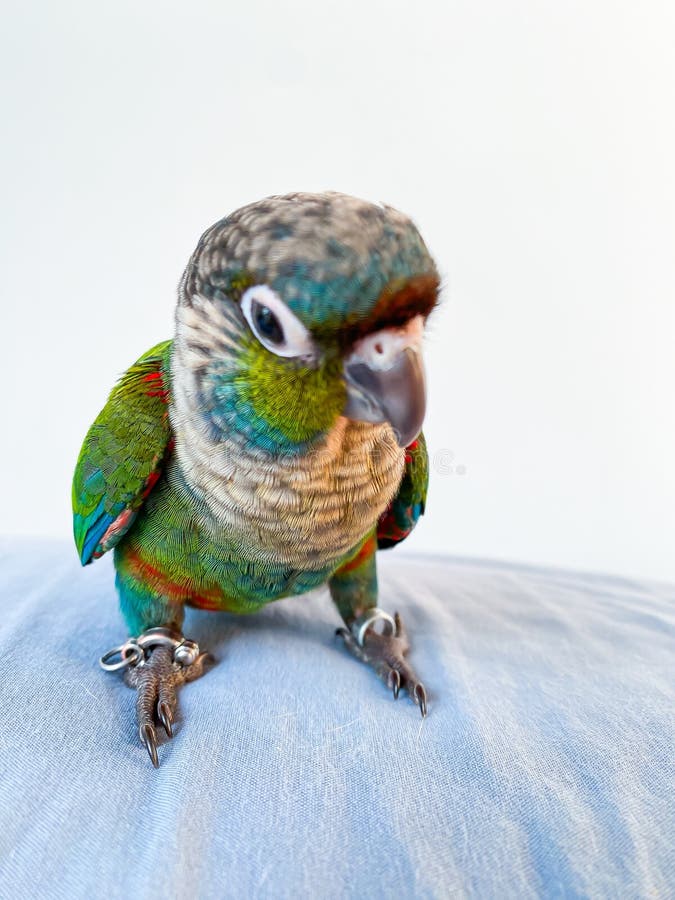 Crimson Bellied Conure Parrot Stock Image - Image of detail, growth ...