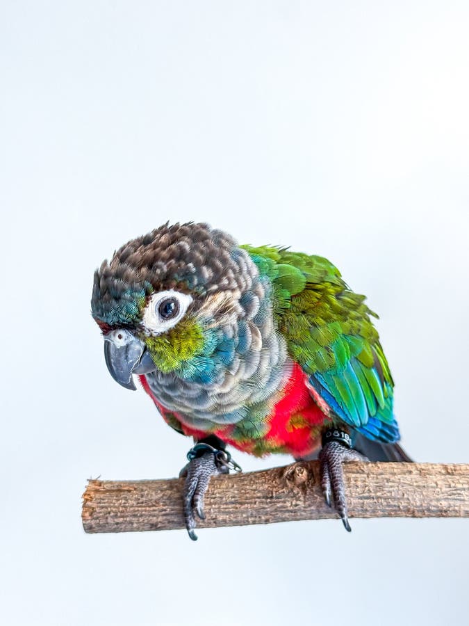 Crimson Bellied Conure Stock Photos - Free & Royalty-Free Stock Photos ...