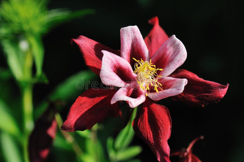 Crimson Bi-color Columbine Flower Stock Photo - Image of cream, garden ...