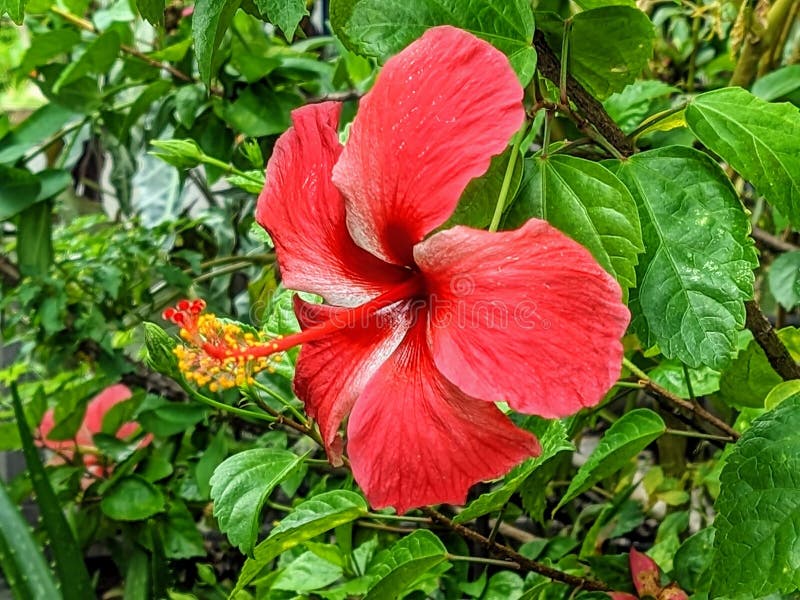 Crimson Bloom in Detail: Micro Stock Beauty Captured Stock Image ...