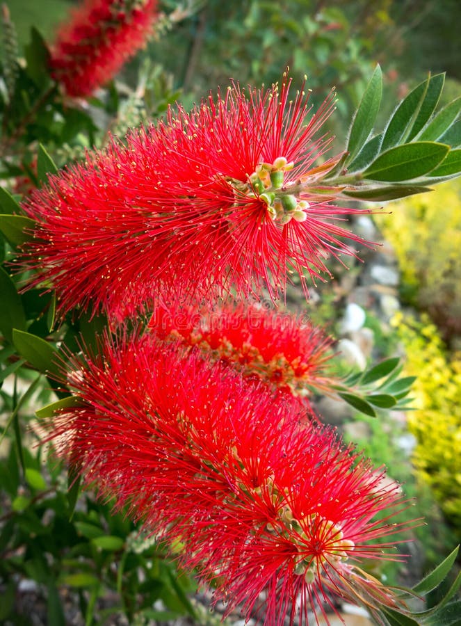 Bottlebrush Tree, Callistemon Stock Image - Image of viminalis, south ...