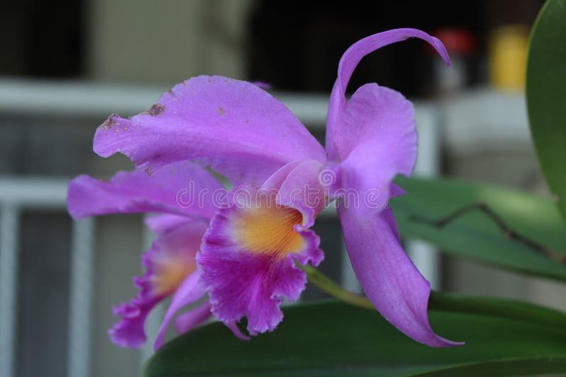 Crimson cattleya flower stock image. Image of petal - 309373545