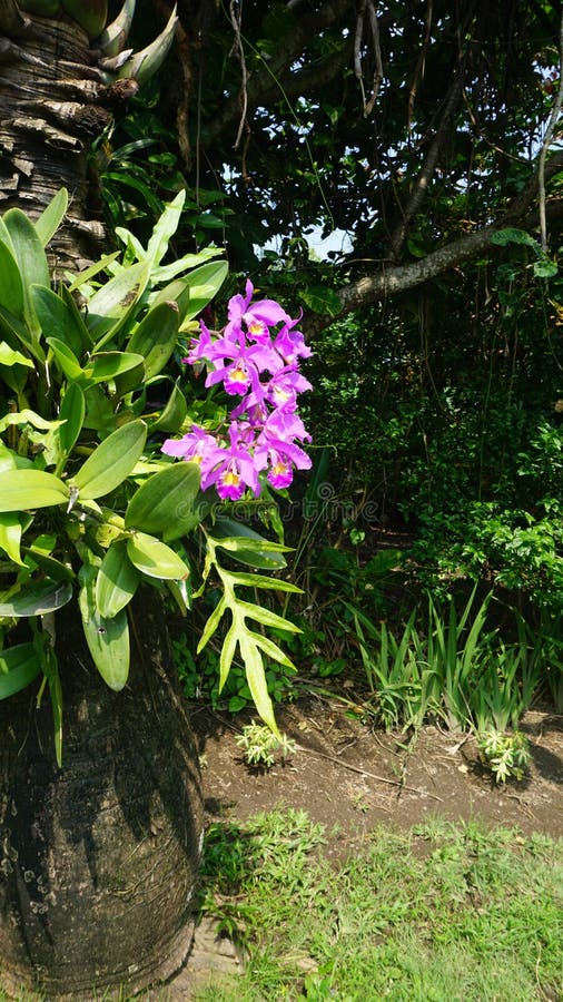 Crimson Cattleya or Cattleya Labiata Stock Photo - Image of garden ...