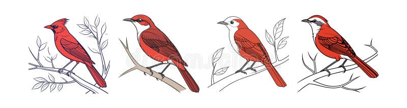 Crimson Chat Bird Realistic Illustration Stock Illustration ...