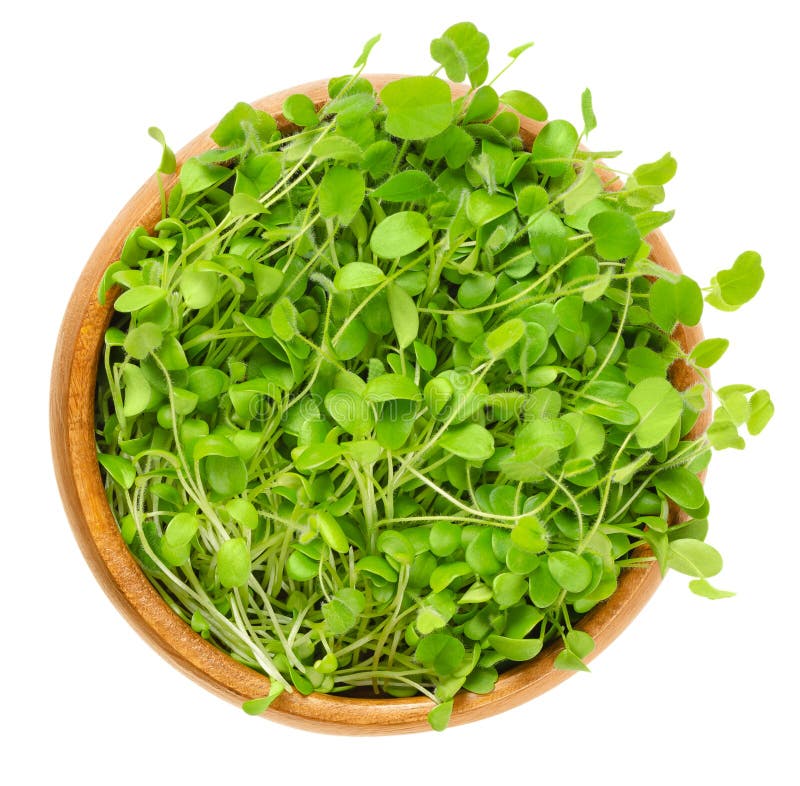 25,750 Microgreen Stock Photos - Free & Royalty-Free Stock Photos from ...