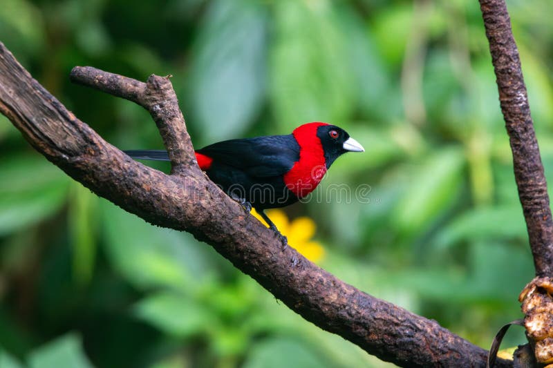 A Crimson-collared Tanager in Costa Rica Stock Photo - Image of forest ...