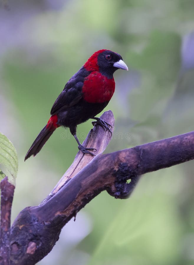 Crimson Collared Tanager-Tangara Capuchirroja-Ramphocelus ...