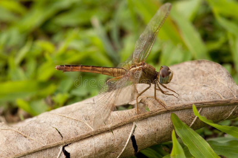 Crimson Dropwing dragonfly stock photo. Image of brown - 72255314