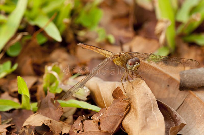 Crimson Dropwing dragonfly stock photo. Image of crimson - 72256206