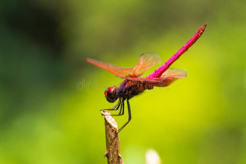 Crimson Dropwing dragonfly stock photo. Image of dragonfly - 44247188