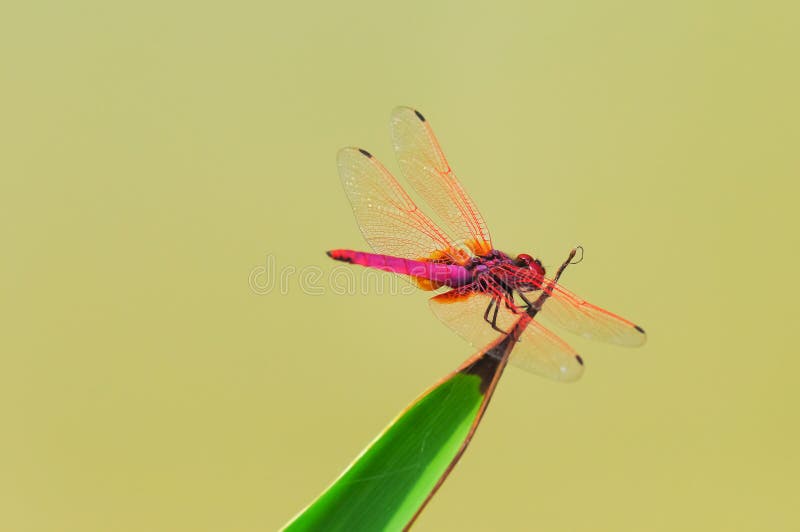 Dragonfly(Crimson Dropwing) Stock Image - Image of odonata, perching ...