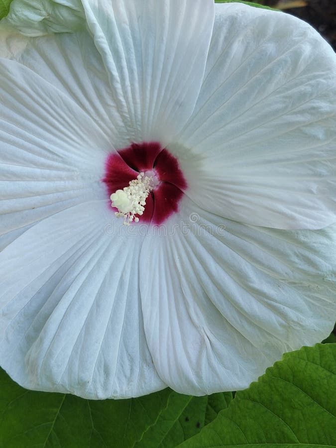 Crimson eye marrow stock photo. Image of green, crimson - 250031168