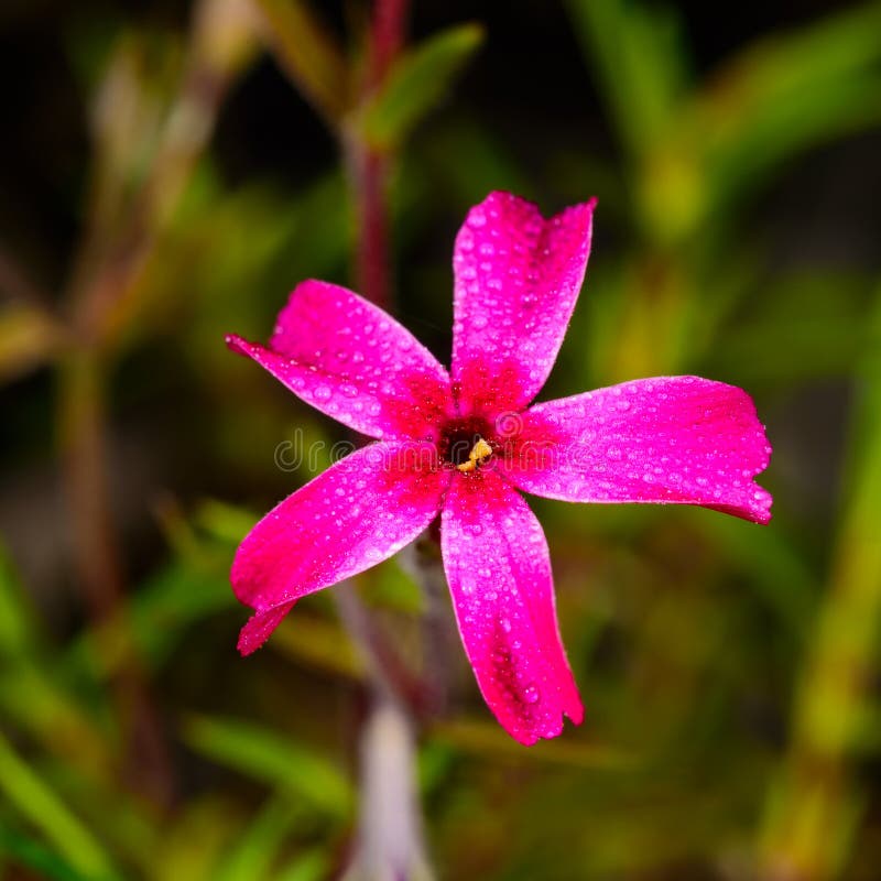 Crimson Five-petaled Phlox Flower Phlox Subulata Stock Image - Image of ...