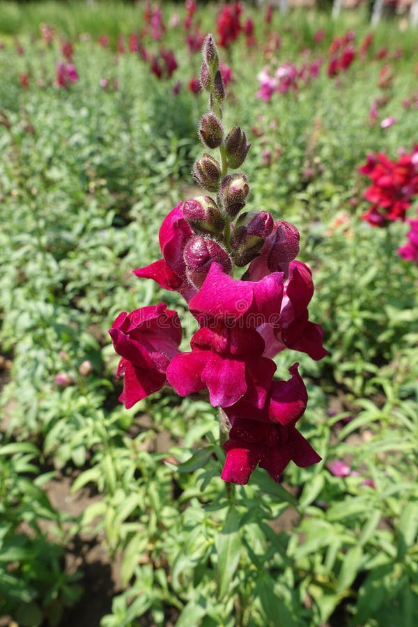 Crimson Flowers and Buds of Common Snapdragon Stock Photo - Image of ...
