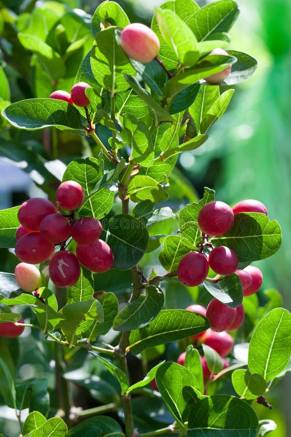 Crimson Fruit or Carissa Carandas L. Stock Photo - Image of carandas ...