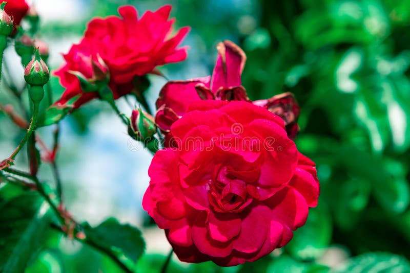 Crimson Glory Rose Stock Photos - Free & Royalty-Free Stock Photos from ...