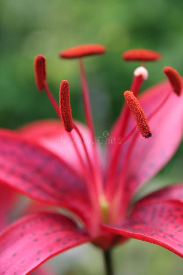 Crimson lily stamens stock photo. Image of contrasts, delicate - 1669872