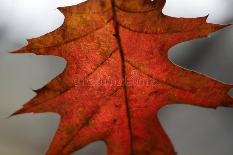Crimson Oak Leaf Macro stock image. Image of beech, outline - 35687659