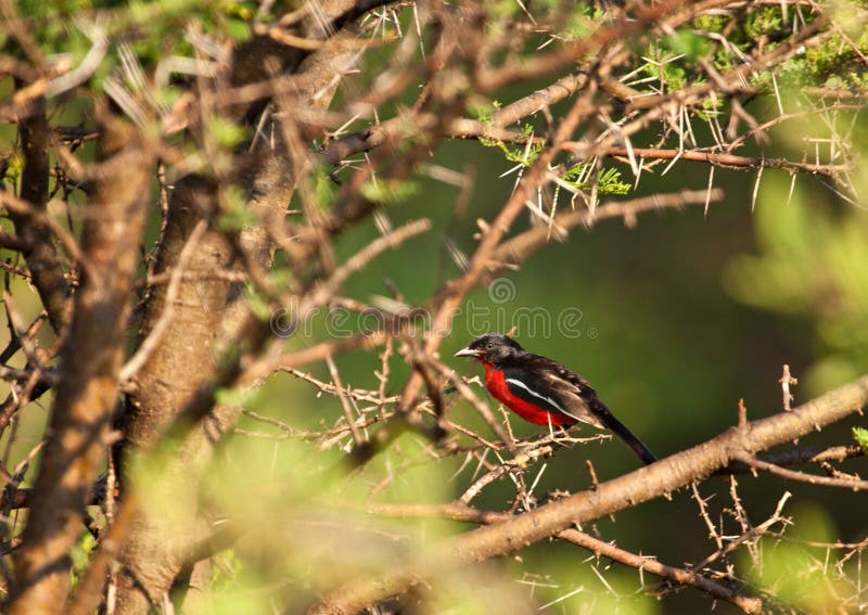Crimson Red Breasted Shrike Stock Photo - Image of environment, small ...