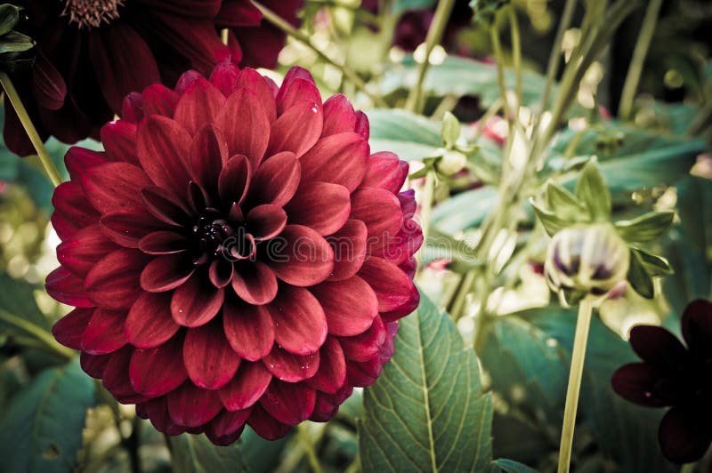 Crimson-Red Chrysanthemum Flower Stock Photo - Image of color, bouquet ...