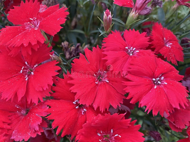 Red folwer stock photo. Image of folwer, dianthus, park - 180116800