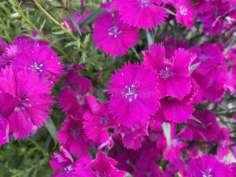 Folwer is red stock image. Image of happy, summer, today - 114259093