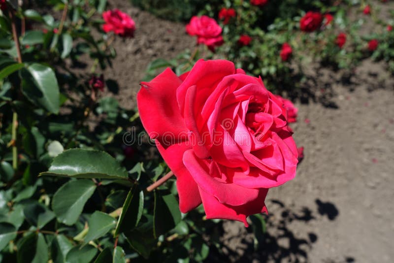Crimson Red Flower of Garden Rose Stock Photo - Image of cardinal ...