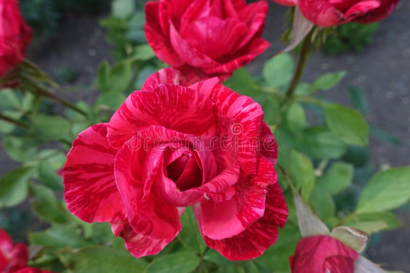 Crimson Red Striped Flower of Rose Stock Photo - Image of flowerbed ...