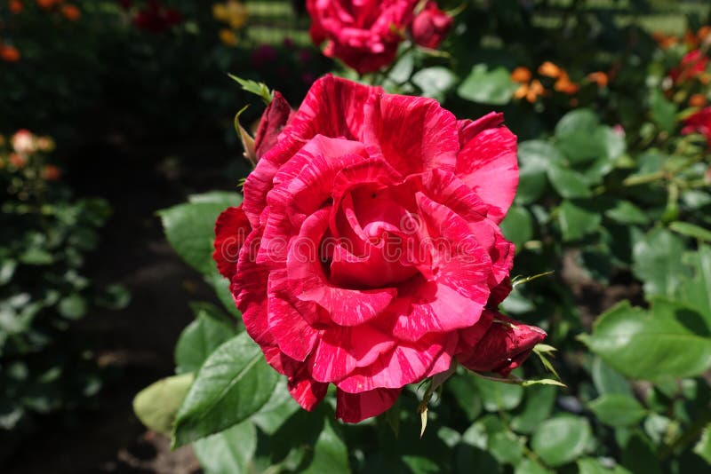 Crimson Red Striped Flower of Rose Stock Image - Image of cardinal ...