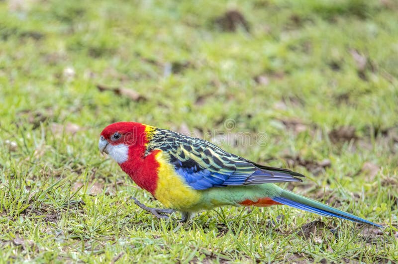 Crimson Rosella bird stock image. Image of wildlife, crimson - 59115277