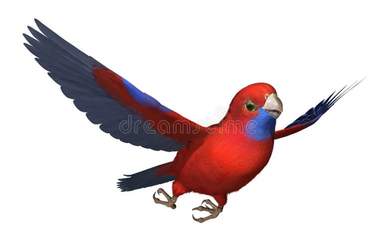 Rosella Stock Illustrations – 904 Rosella Stock Illustrations, Vectors ...