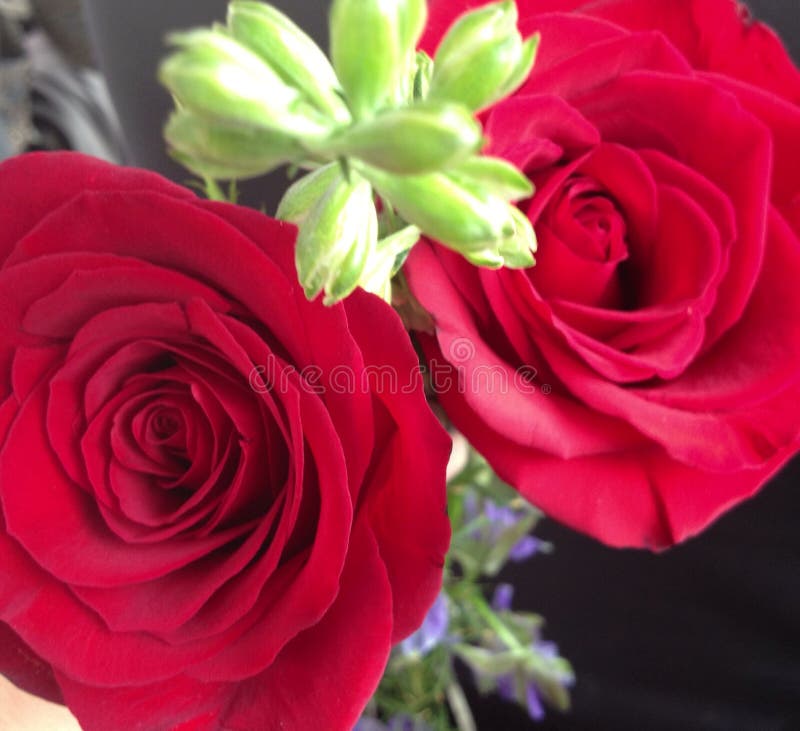 Crimson Roses stock photo. Image of gorgeous, silky, roses - 44899360